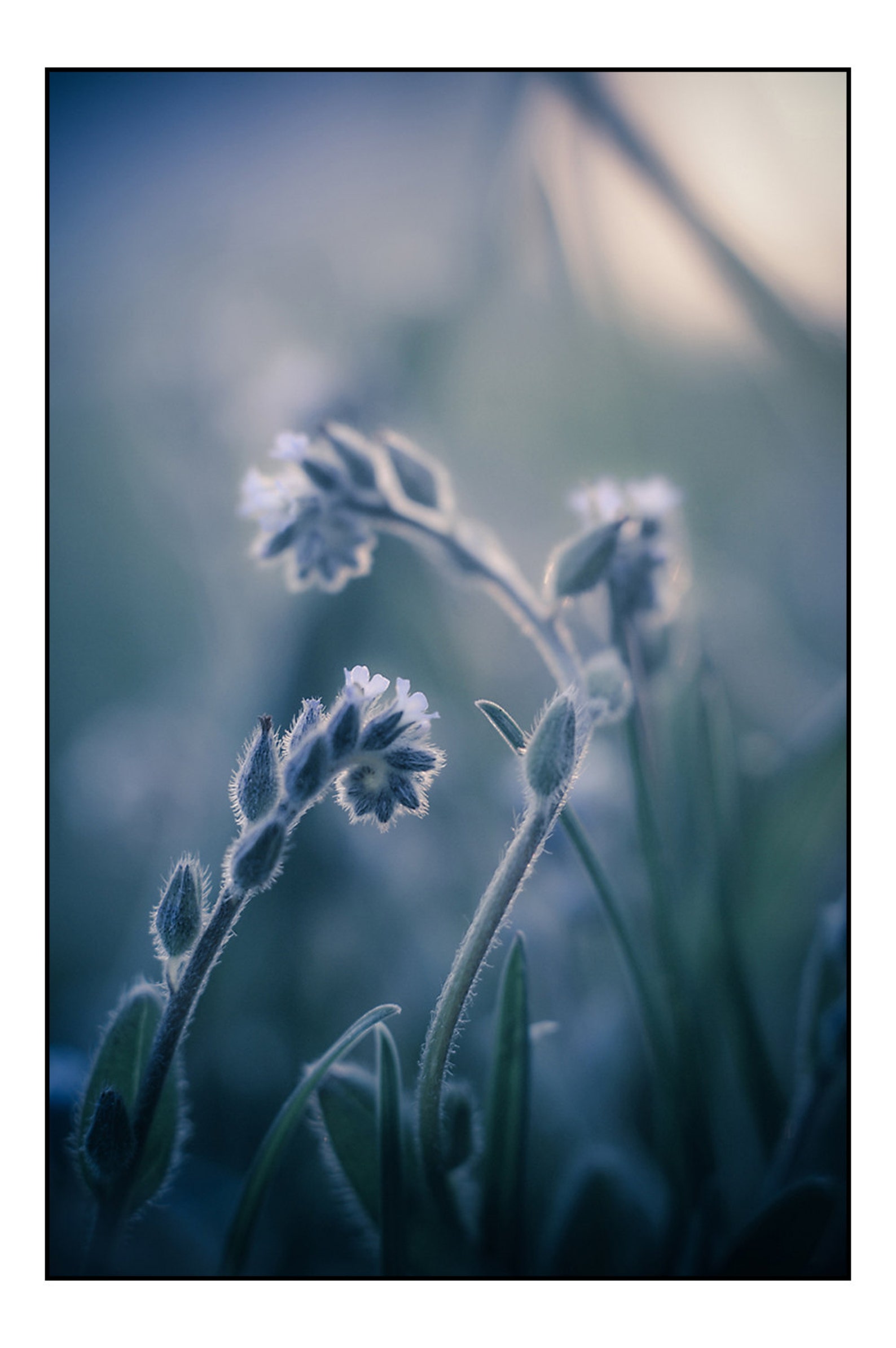 Ethereal Blue Photograph, Dreamy Nature Picture, Macro Flower ...