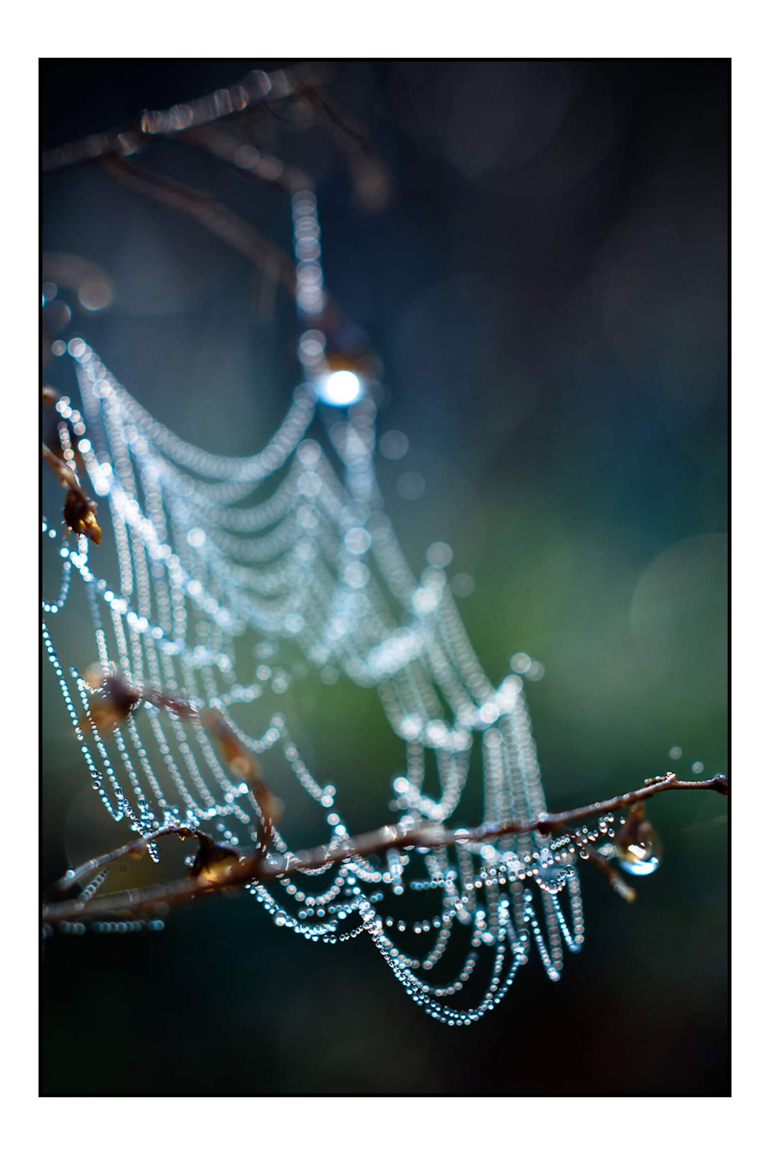 Close up Spider Web Photography Macro Web Picture Macro - Etsy