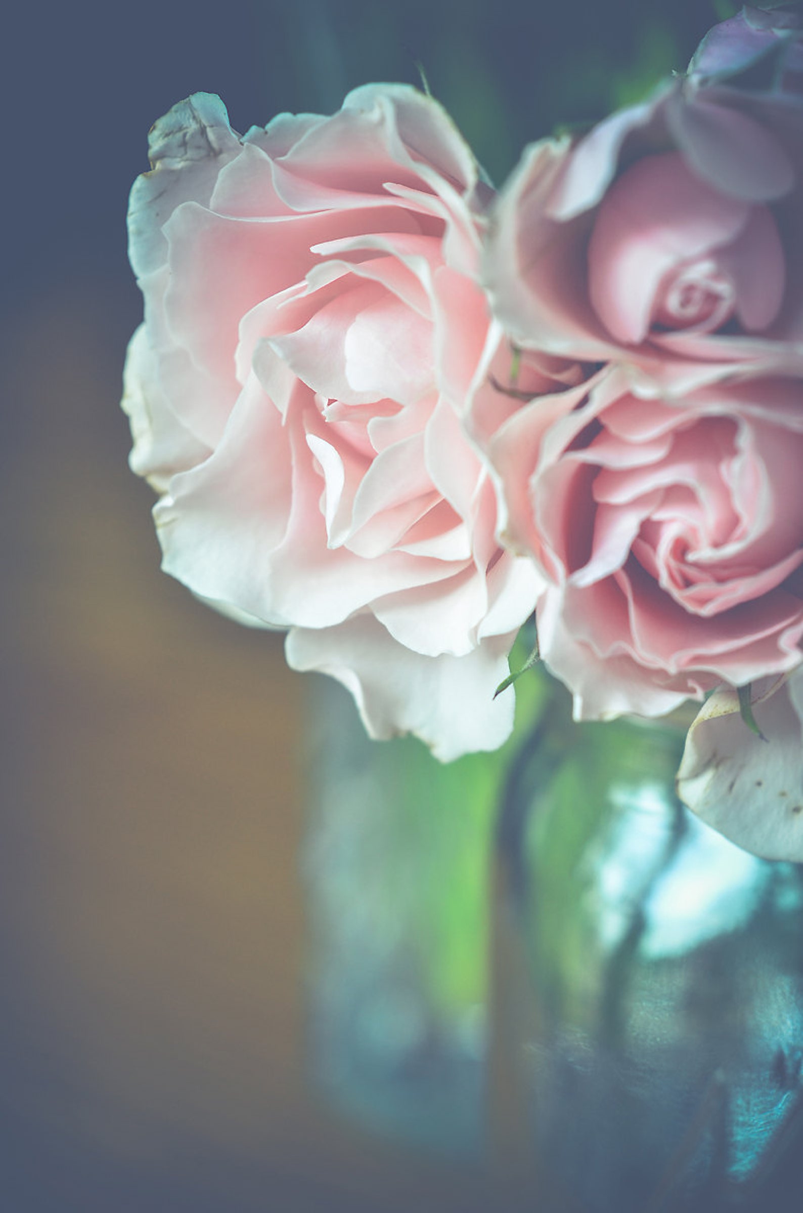 Vintage Roses Photograph Pink Roses Photo Prints Romantic - Etsy