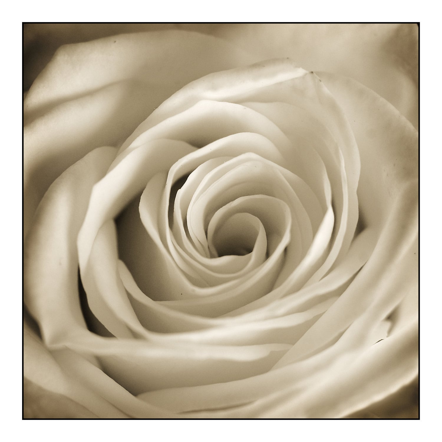 Sepia Rose Flower Photograph, Floral Photography, Close up Fine Art ...