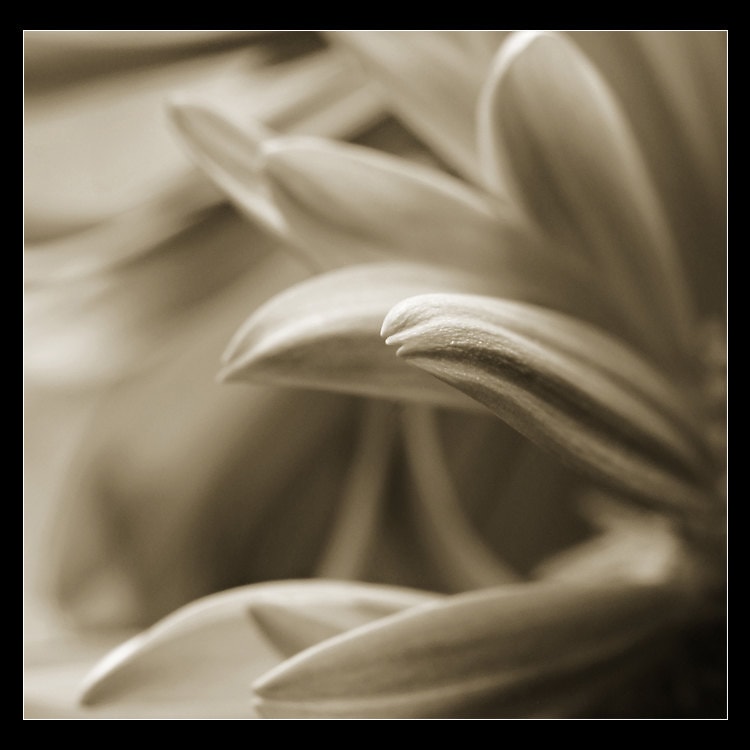 Sepia Flower Photograph, Abstract Close up Flower Petals Photography ...