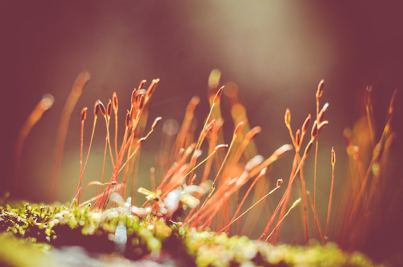 Macro Moss Photograph, Burnt Orange Three Print Set, Ethereal Nature ...