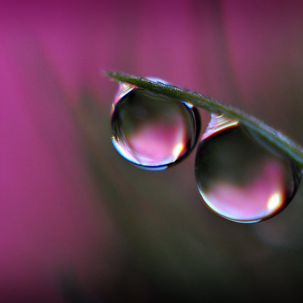 Ethereal Macro Photography, Dreamy Fairyland Moss Woodland Photograph ...