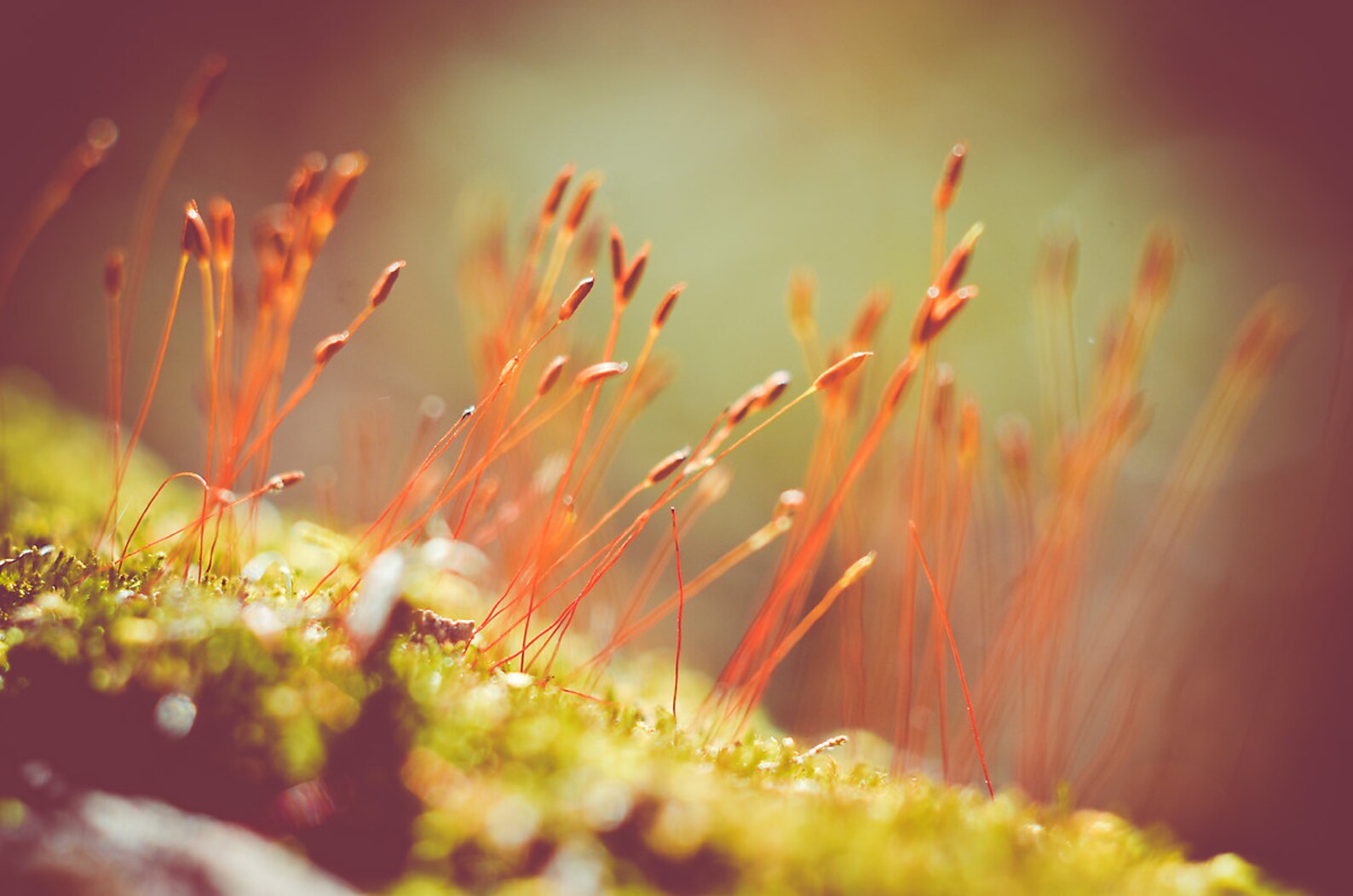 Macro Moss Photograph, Burnt Orange Three Print Set, Ethereal Nature ...