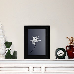 Ethereal Macro Photograph, Minimal Living Room Wall Art, Wispy Flower ...