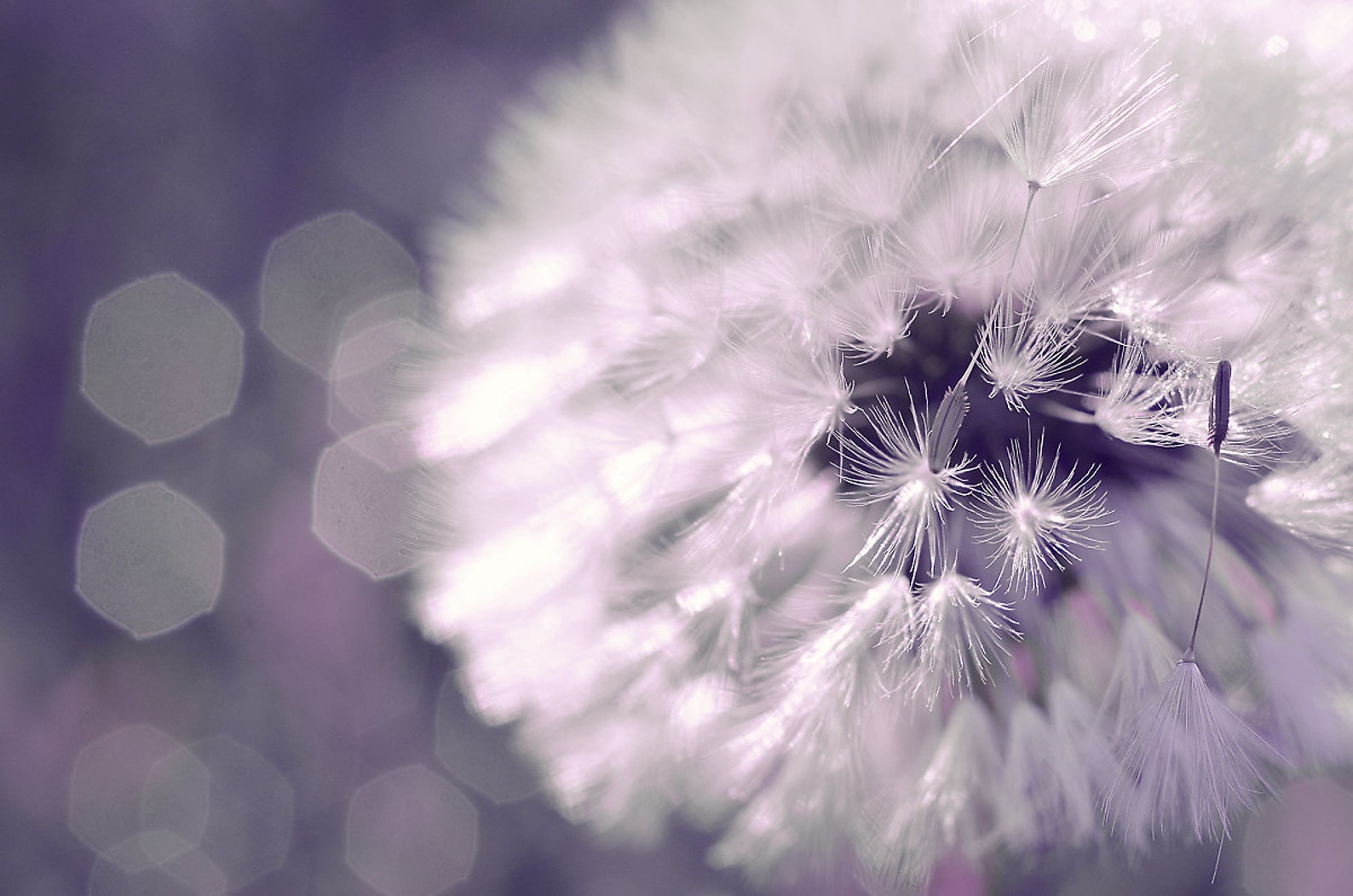 Purple Dandelion Photograph Lavender Macro Photo Print - Etsy