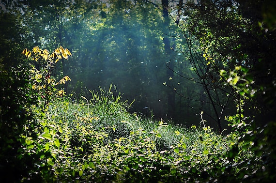 Fine Art Thicket Landscape Photograph Ethereal Woodland Photo - Etsy UK
