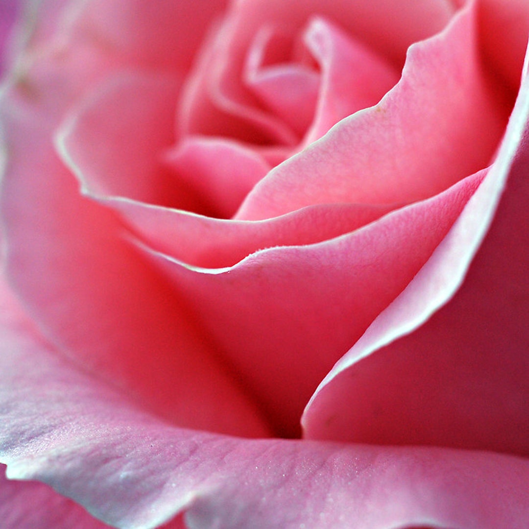 Close up Pink Rose Flower Photograph, Fine Art Flower Petal Photography ...