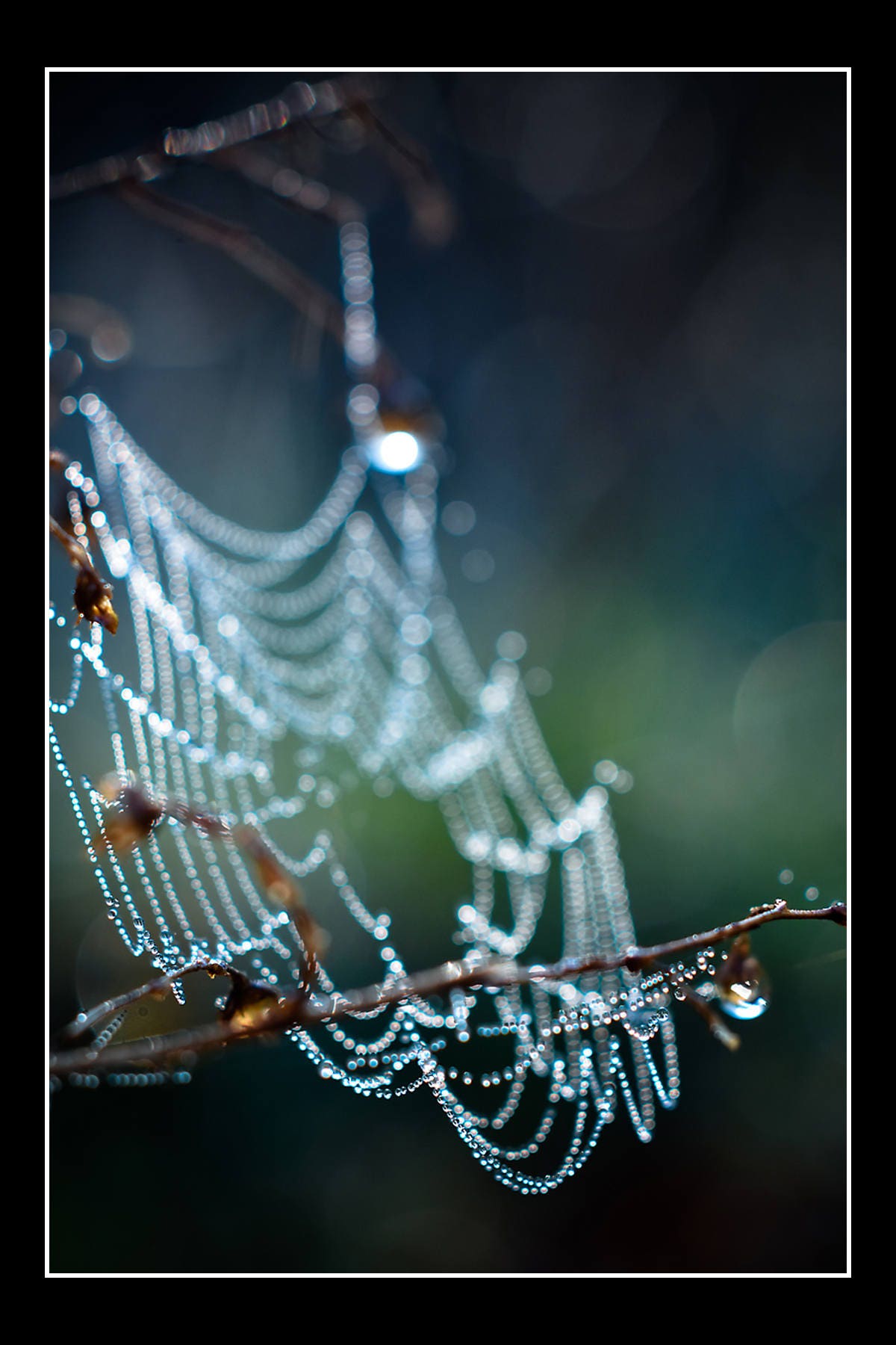Close up Spider Web Photography, Macro Web Picture, Macro Nature Photo ...