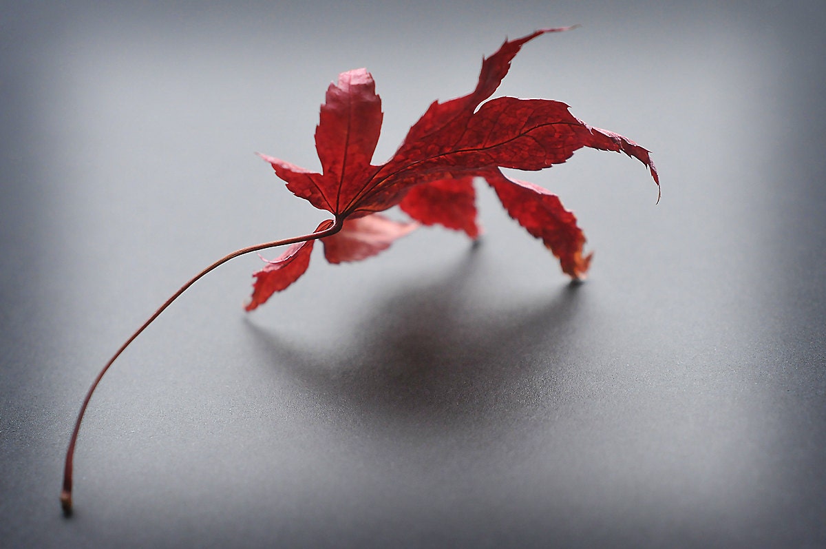 Red Leaf Photograph, Modern Still Life Autumn Photography, Minimal ...