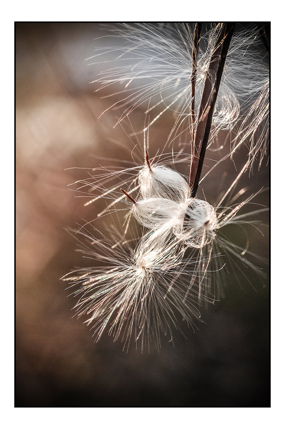 Milkweed Seed Photograph, Wishing Seed Photography, Wispy Fine Art ...
