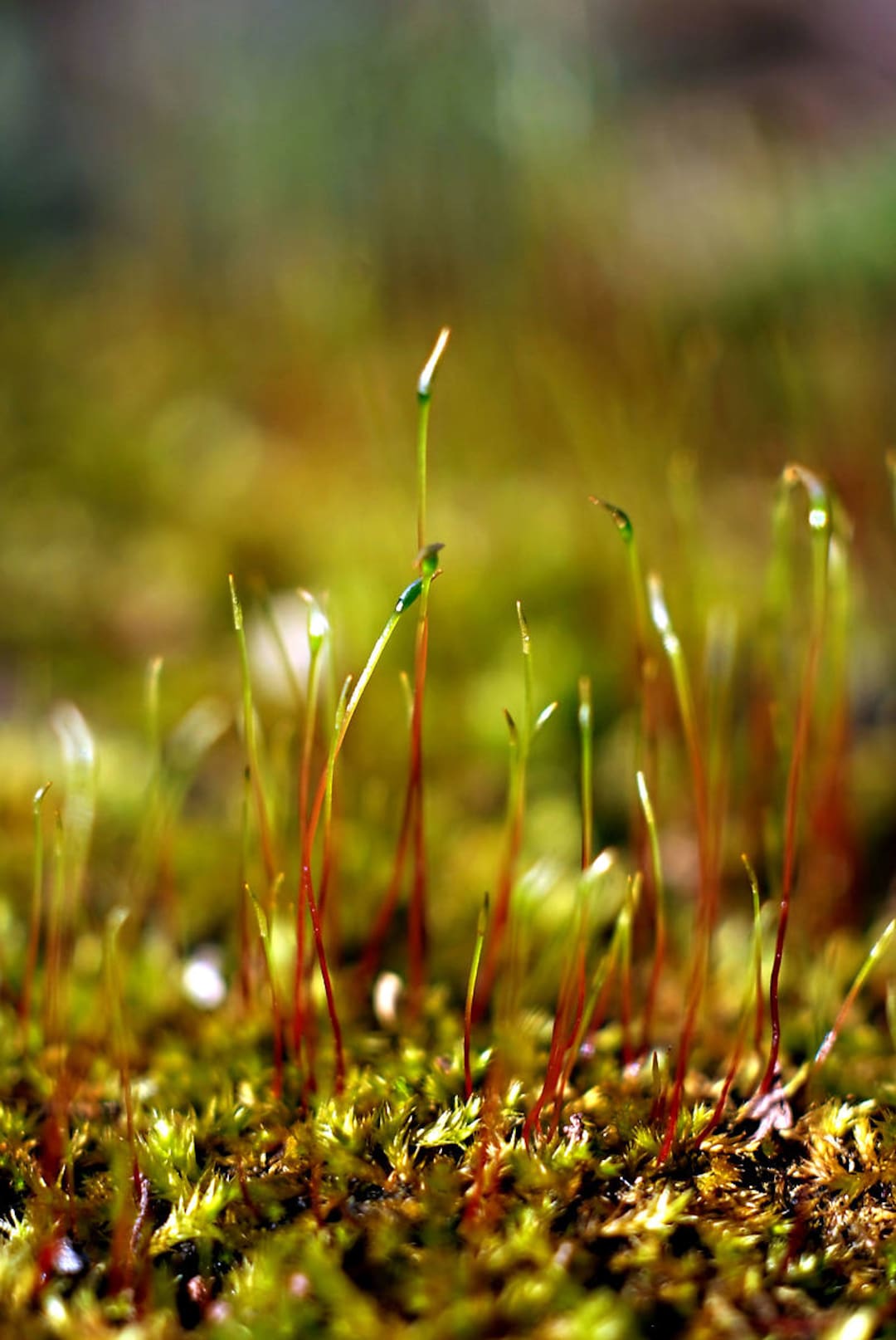 Woodland Moss Macro Nature Photograph, Golden Moss Photography, Fine ...