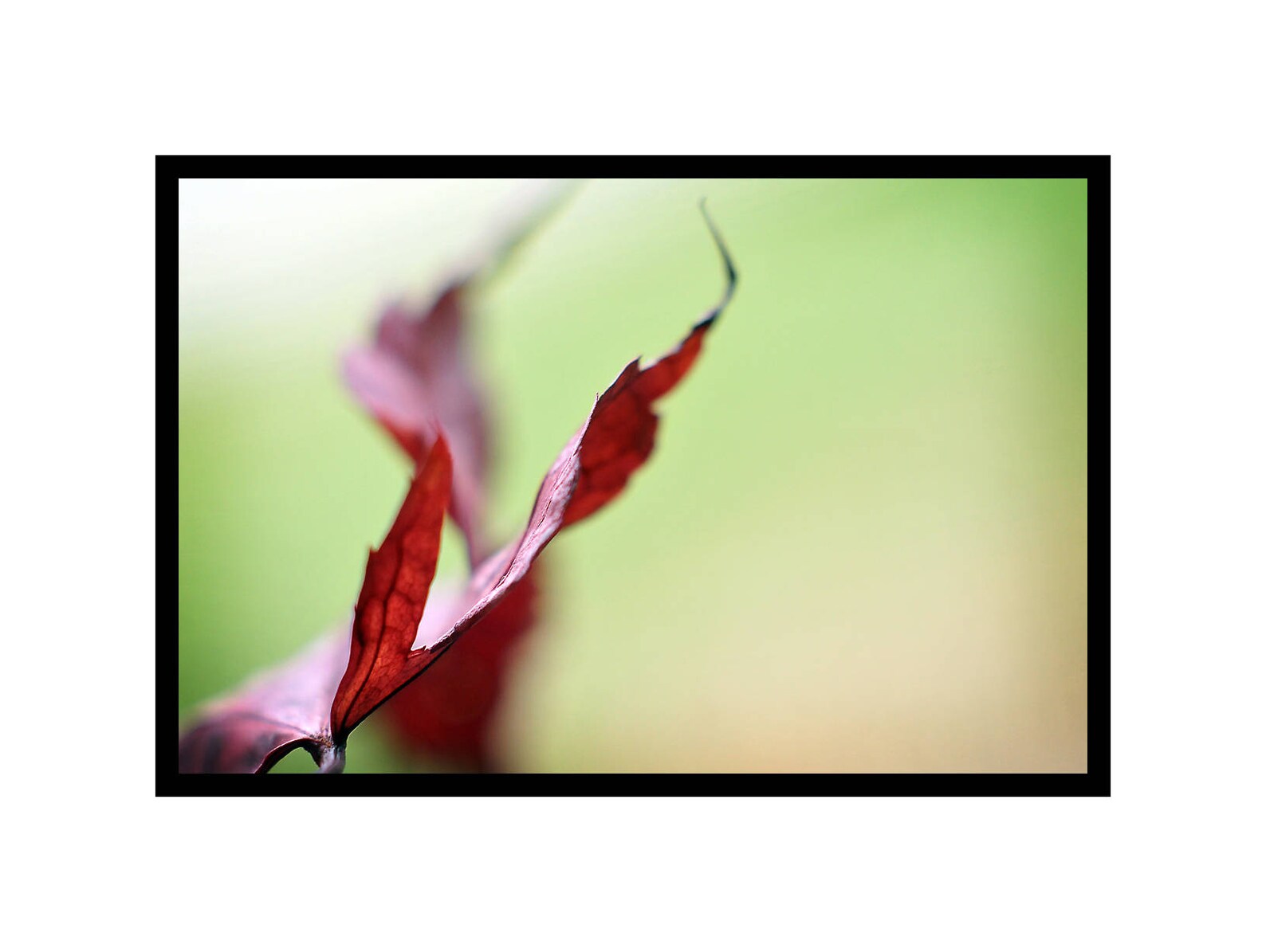 Autumn Leaf Photograph, Red Leaf Picture, Minimal Photo Print, Fine Art ...
