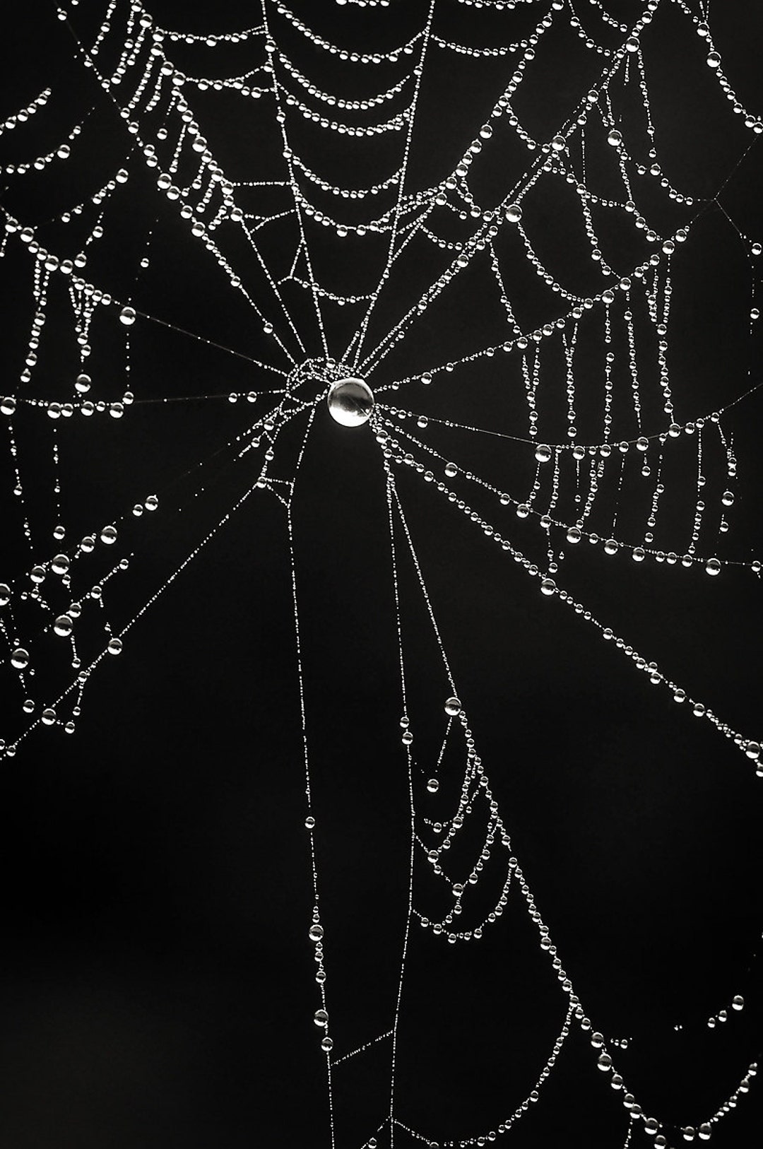 Gothic Spider Web Photography, Close up Dew Covered Cobweb Photograph ...