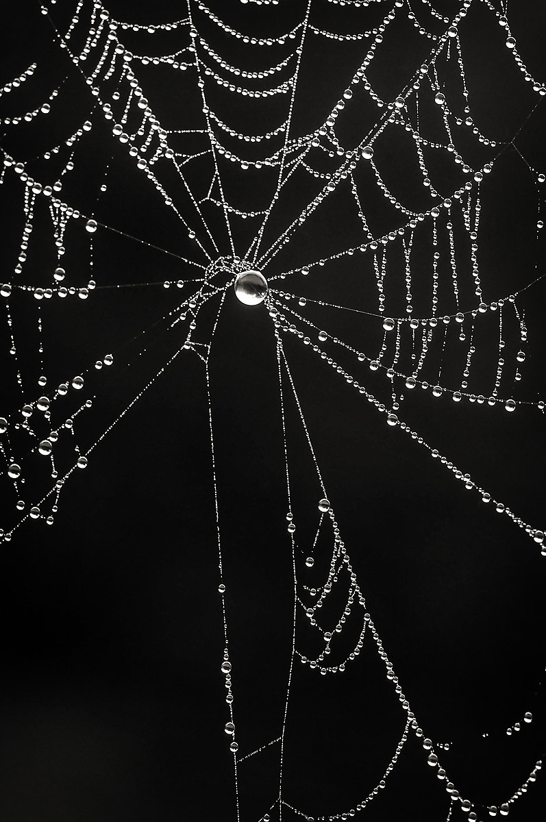 Gothic Spider Web Photography, Close up Dew Covered Cobweb Photograph ...
