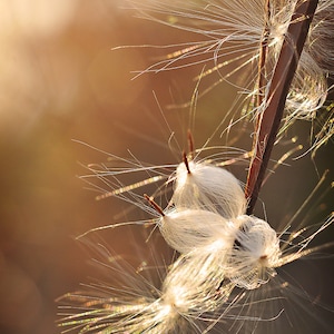 Wispy Milkweed Photograph, Ethereal Wishing Seed Photography, Fine Art ...