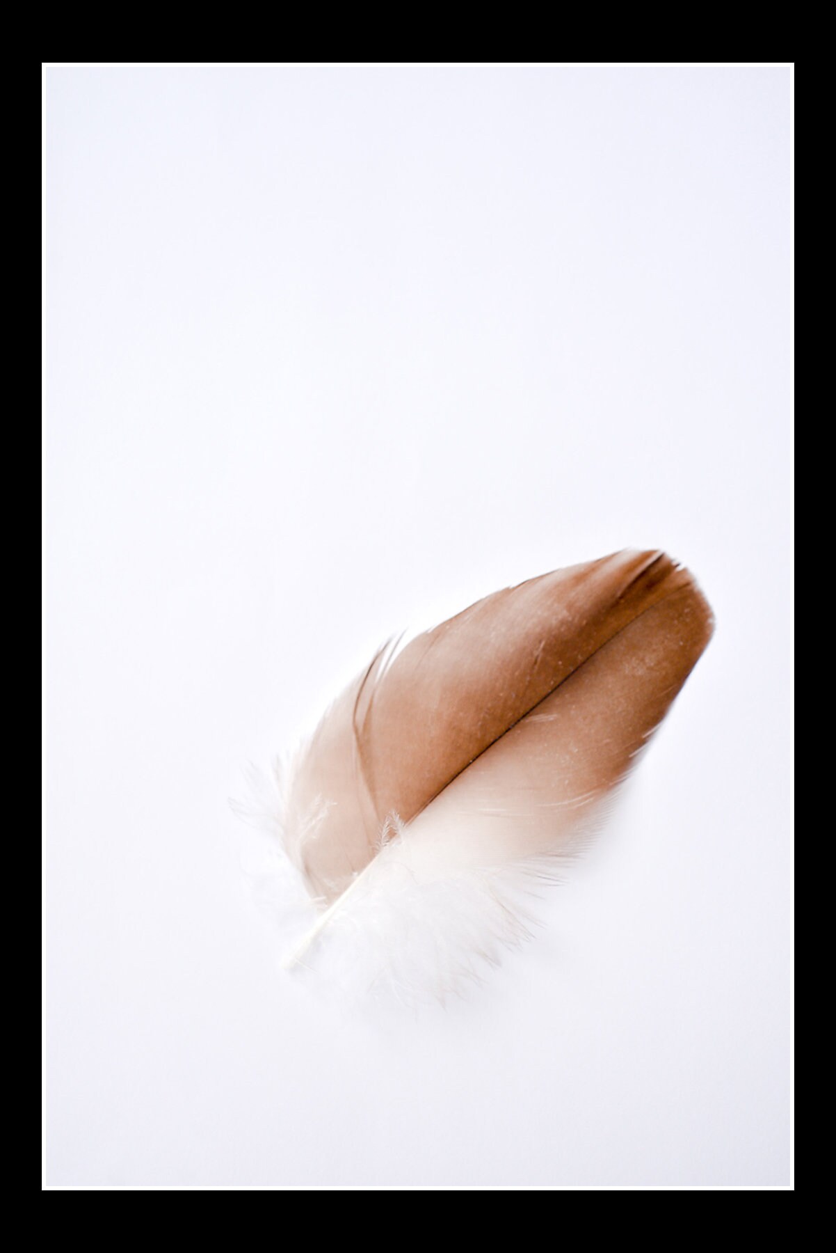 Brown Feather Photograph Still Life Photography Minimal - Etsy