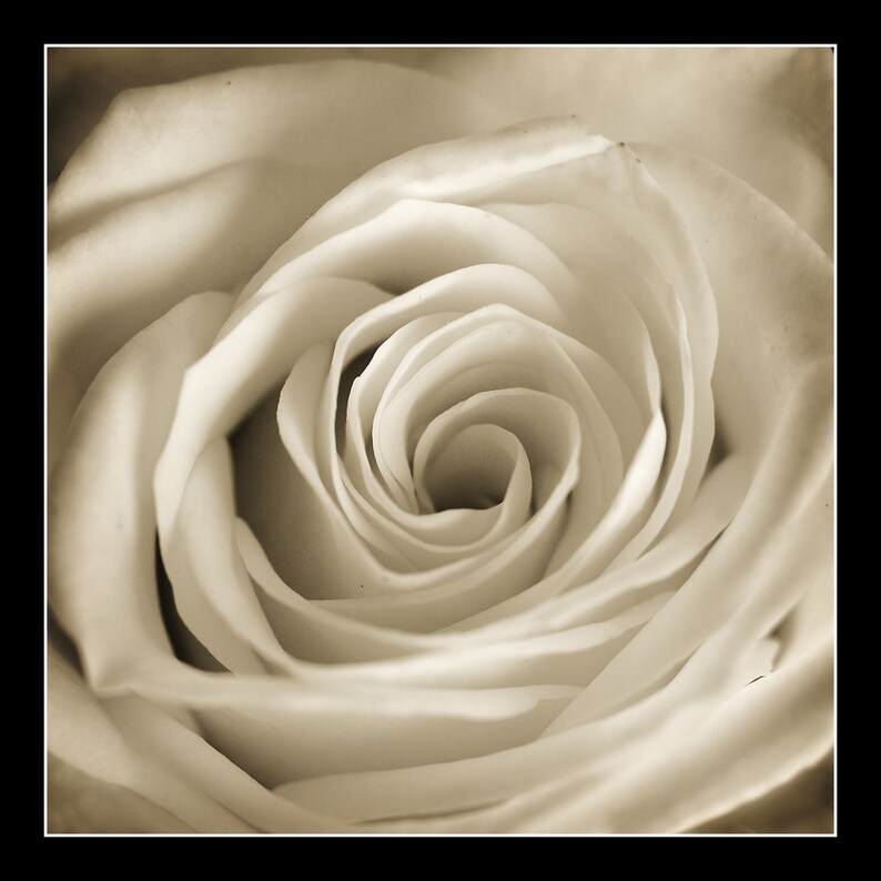 Sepia Rose Flower Photograph, Floral Photography, Close up Fine Art ...