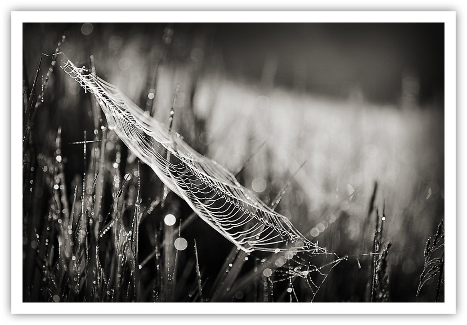 Black & White Cobweb Photograph Gothic Spider Web - Etsy
