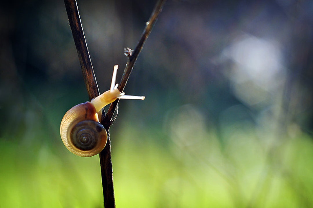 Close up Garden Snail Photograph, Macro Photography, Fine Art Nature ...