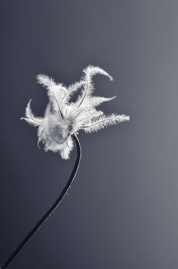 Ethereal Macro Photograph Minimal Living Room Wall Art Wispy | Etsy