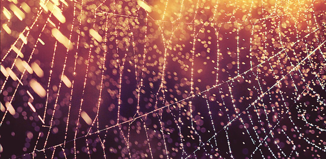 Glowing Orange Spider Web Macro Photograph, Rain Showers Panoramic Wall ...