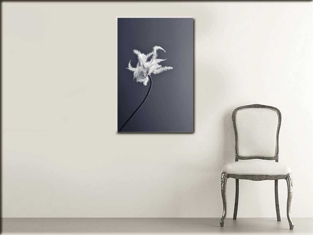 Ethereal Macro Photograph Minimal Living Room Wall Art Wispy - Etsy