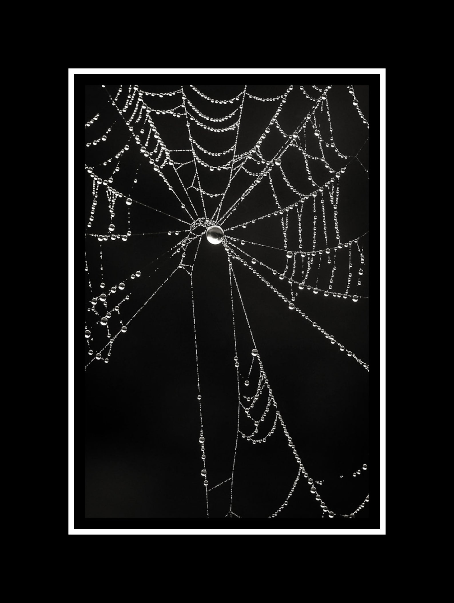 Gothic Spider Web Photography, Close up Dew Covered Cobweb Photograph ...