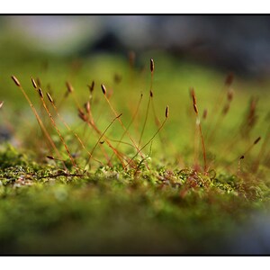 Macro Moss Panorama Photograph, Wide Print Panorama Photo Print, Green ...