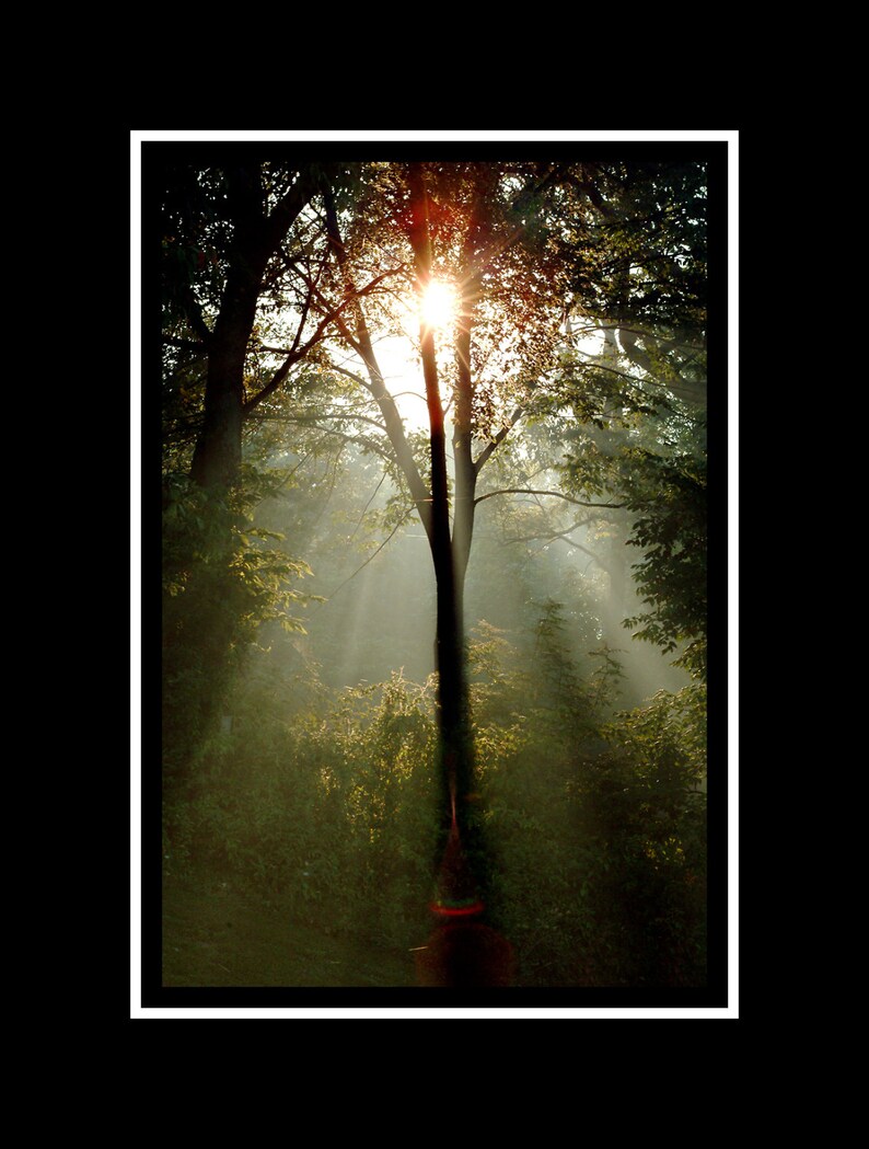 Tree Photograph Ethereal Tree of Life With Sun Rays Shining - Etsy