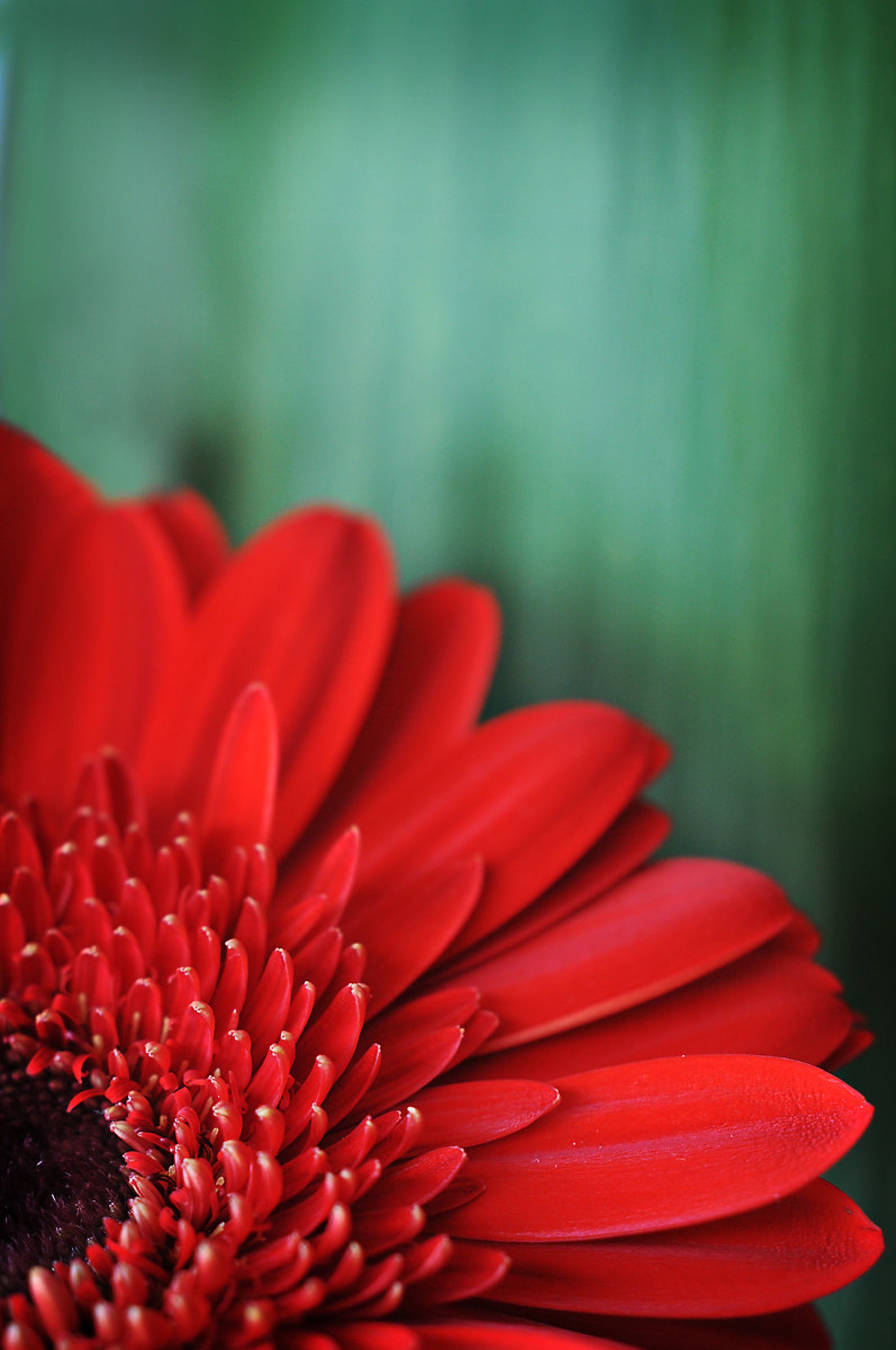 Red Gerbera Daisy Photograph, Teal Floral Wall Art - Etsy