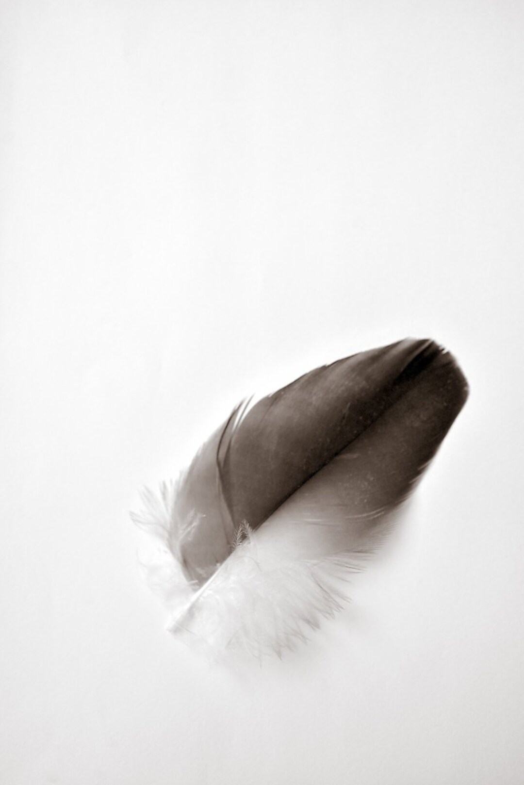 Feather Photograph, Still Life Photography, Minimal Feather Picture ...