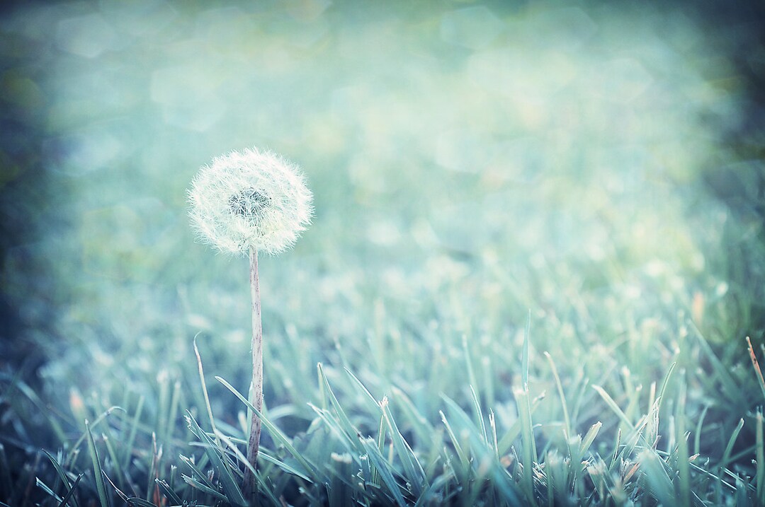 Blue Dandelion Flower Photograph, Turquoise Teal Aqua Dandelion Puff ...