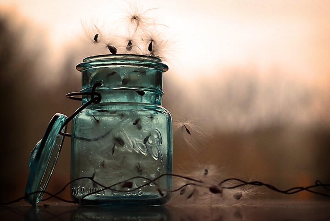 Conceptual Photograph, Sepia & Blue Photo Print, Milkweed Seed ...