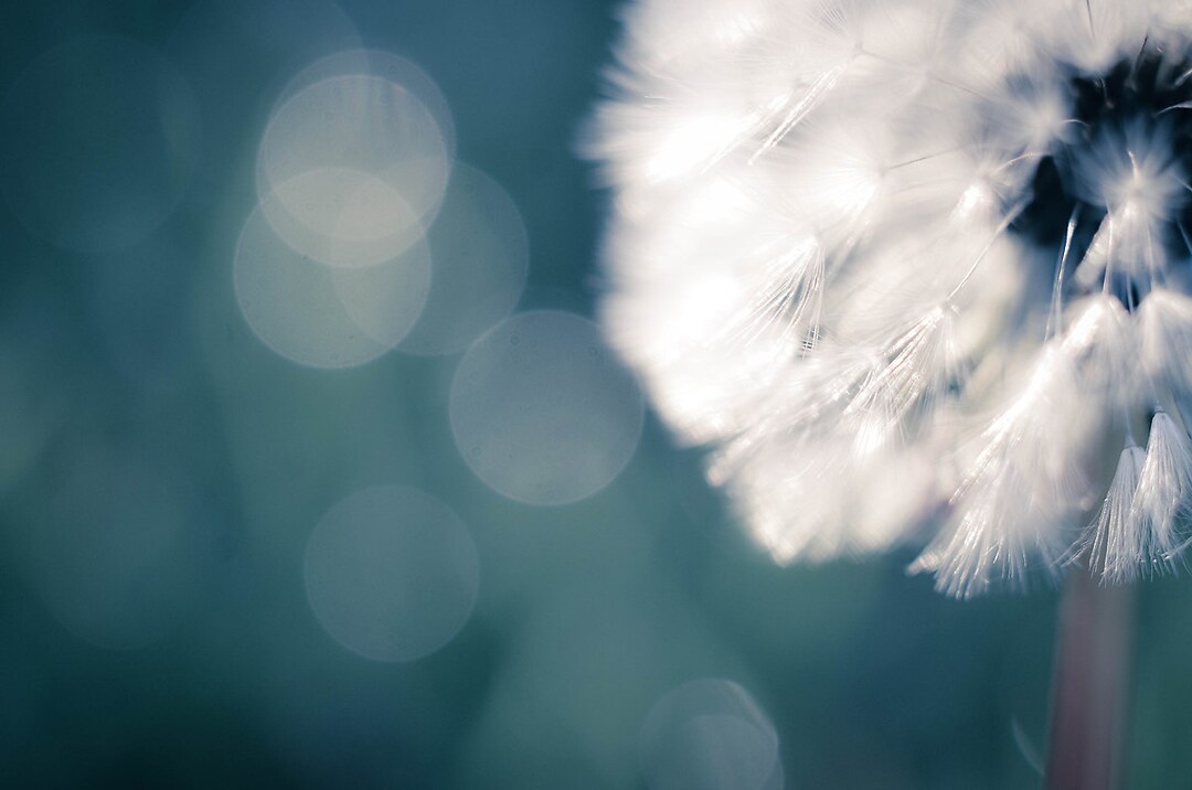 Dandelion Photograph, Teal Blue Bokeh Macro Photo Print, Dandelion Puff ...