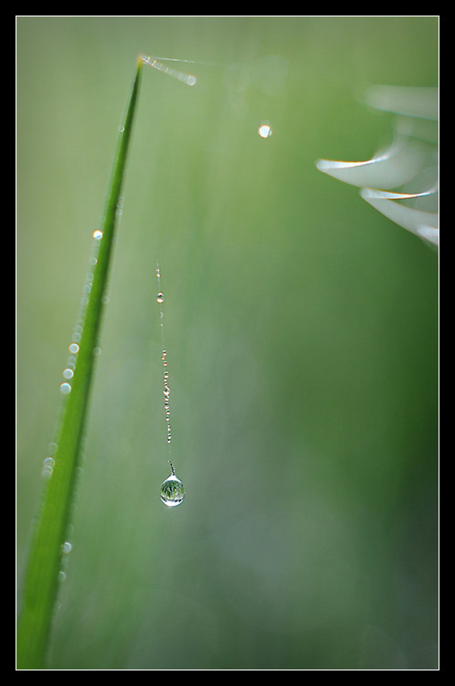 Green Grass Dew Drop Macro Photograph Fragile Delicate Water - Etsy