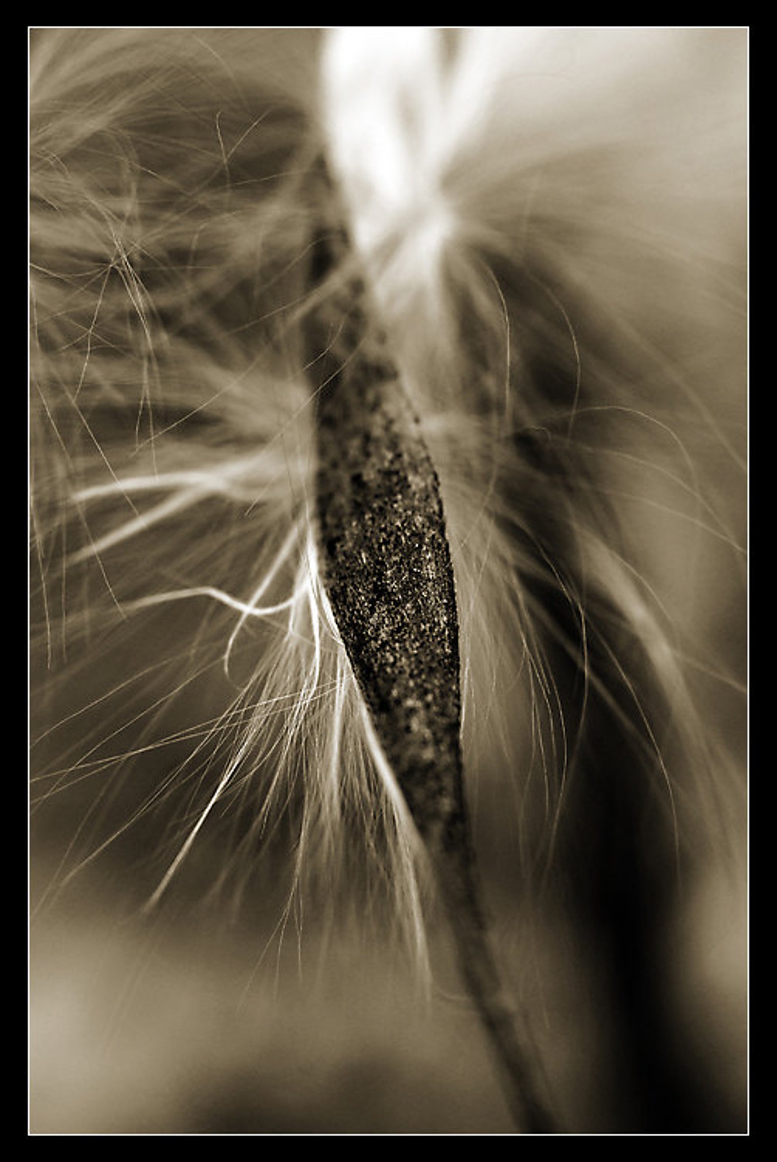 Sepia Milkweed Photography, Wishing Seed Macro Photo, Sepia ...
