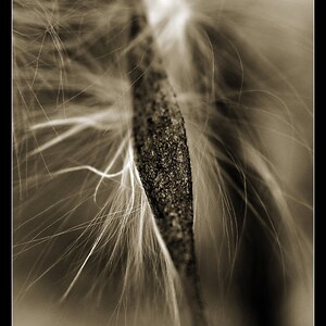 Sepia Milkweed Photography, Wishing Seed Macro Photo, Sepia ...