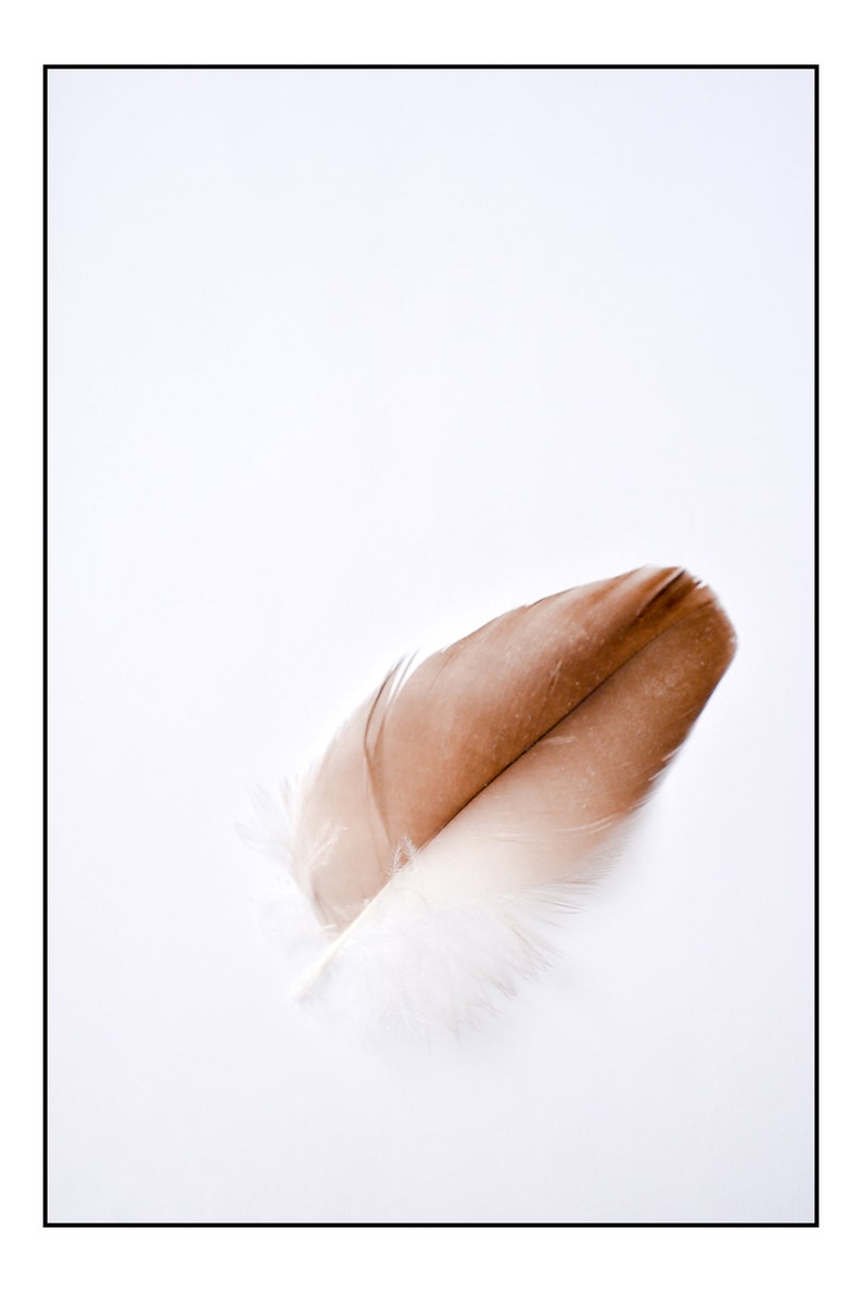 Brown Feather Photograph Still Life Photography Minimal - Etsy