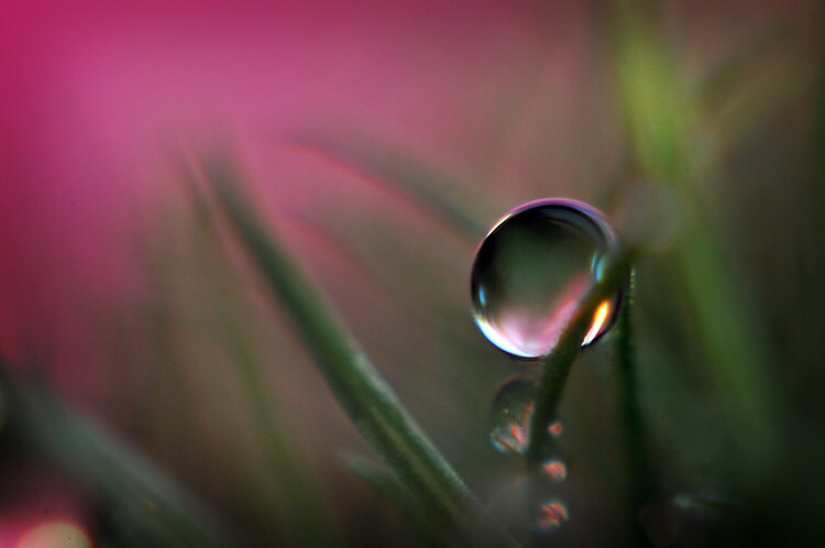 Macro Dew Drop Photograph, Four Print Set, Water Drop Fine Art Wall Art ...