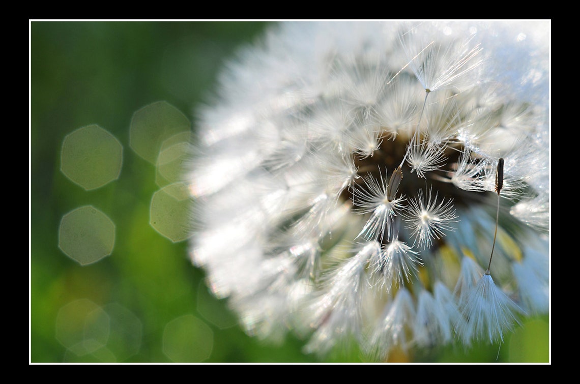 Dandelion Photograph, Flower Photography, Dandelion Puff Photo Print ...