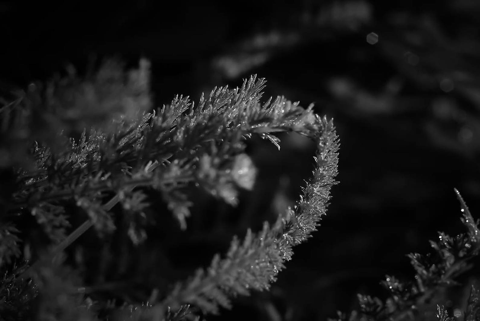 Fern Photograph Forest Fern Photography Fine Art Black and - Etsy