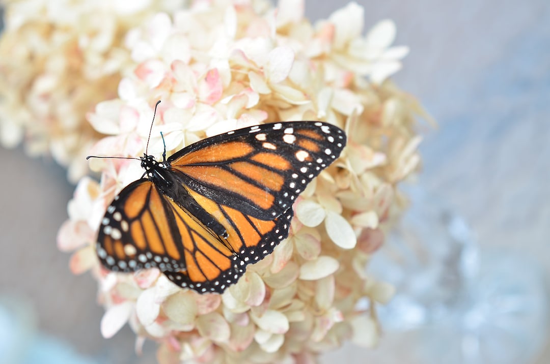 Butterfly on a Hydrangea Flower Photograph, Monarch Photography, Living ...