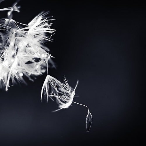 Ethereal Macro Photograph Minimal Living Room Wall Art Wispy - Etsy