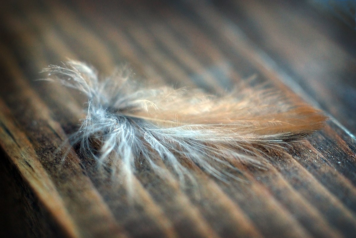 Sparrow Feather Photography Brown Feather Photograph Wispy - Etsy