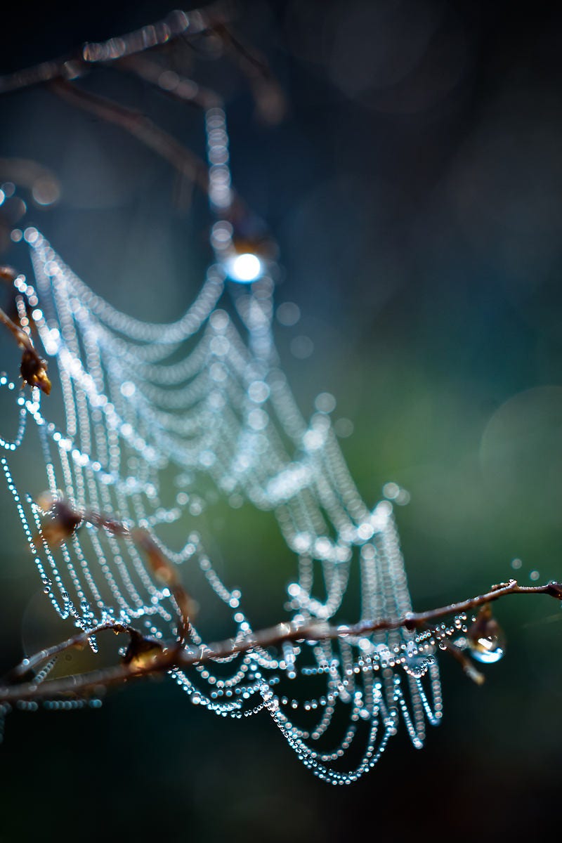 Close up Spider Web Photography Macro Web Picture Macro - Etsy