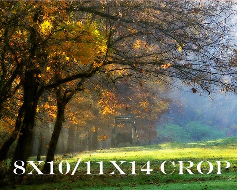 Autumn Landscape Photograph, Fall Tree Grove Photography, Nature ...
