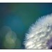 Dandelion Photograph, Teal Bokeh Macro Print, Nature Wall Art - Etsy