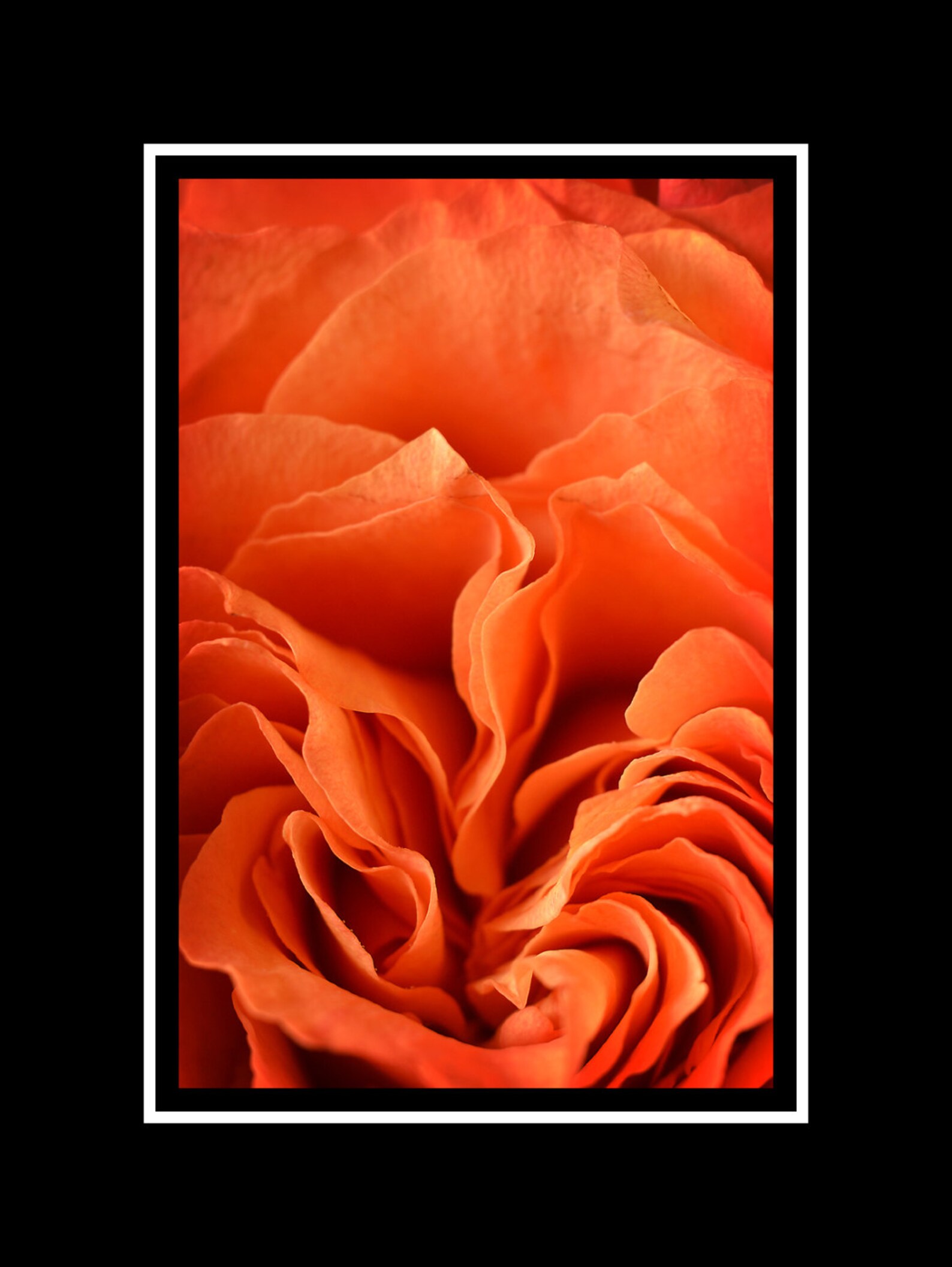 Orange Flower Photograph Abstract Heart Picture Floral Fine - Etsy