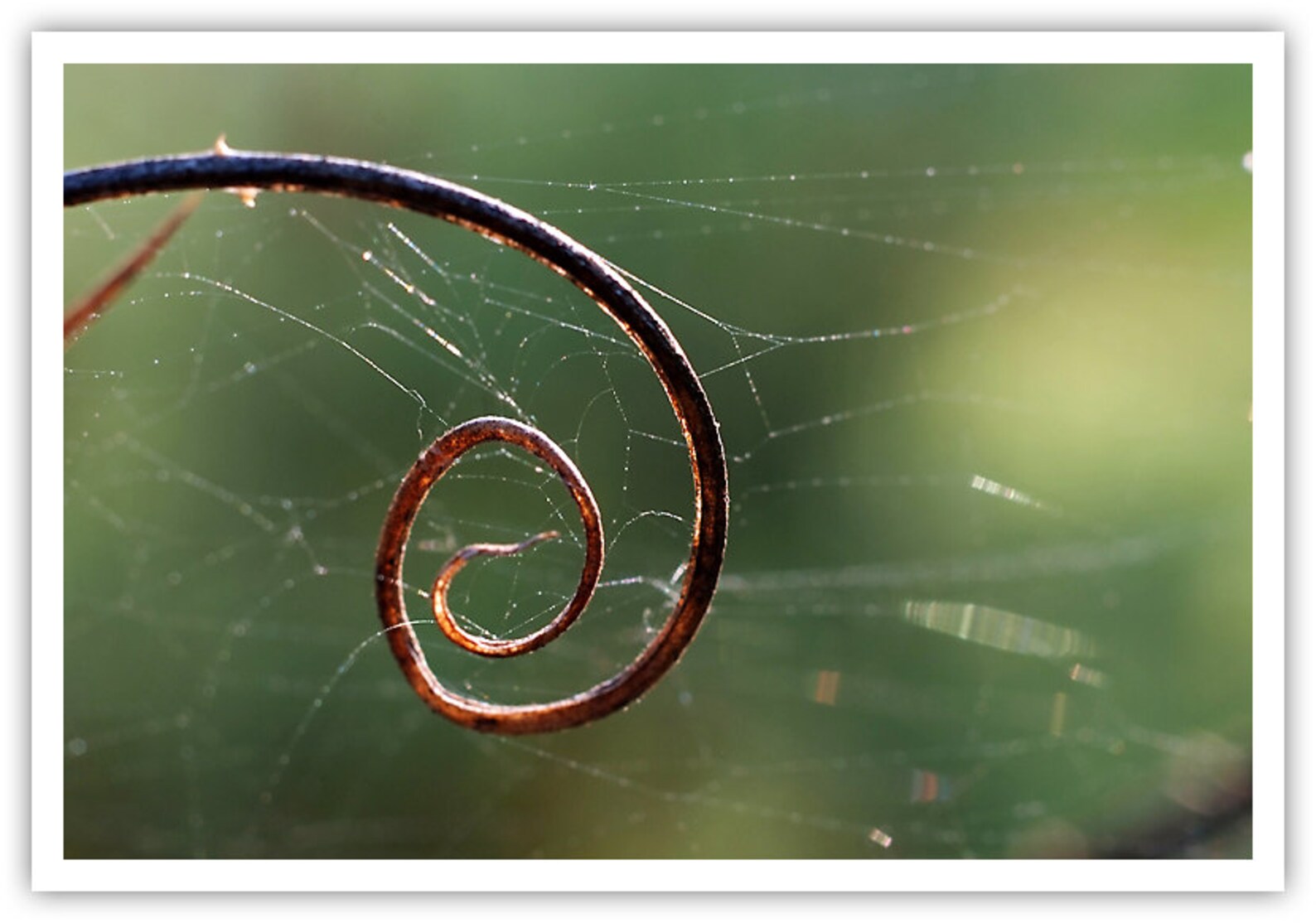 Curly Vine Photograph Spider Web Nature Photography Cobweb - Etsy